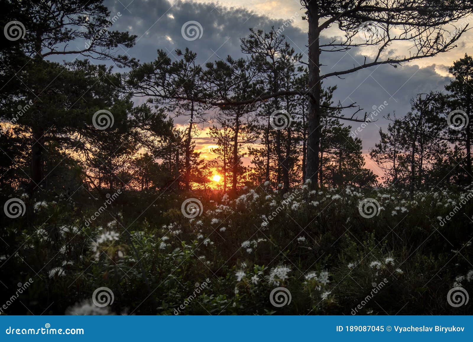 Fabulous View of the Dawn in the Forest Stock Image - Image of outdoor ...