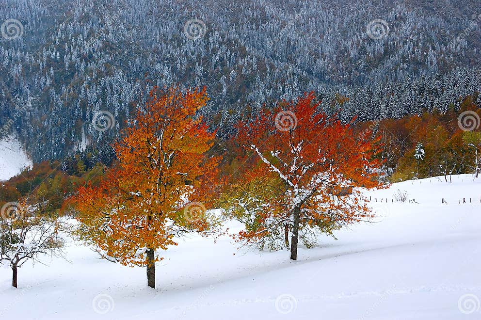Unusual Fall stock image. Image of tree, coloured, weather - 12279943