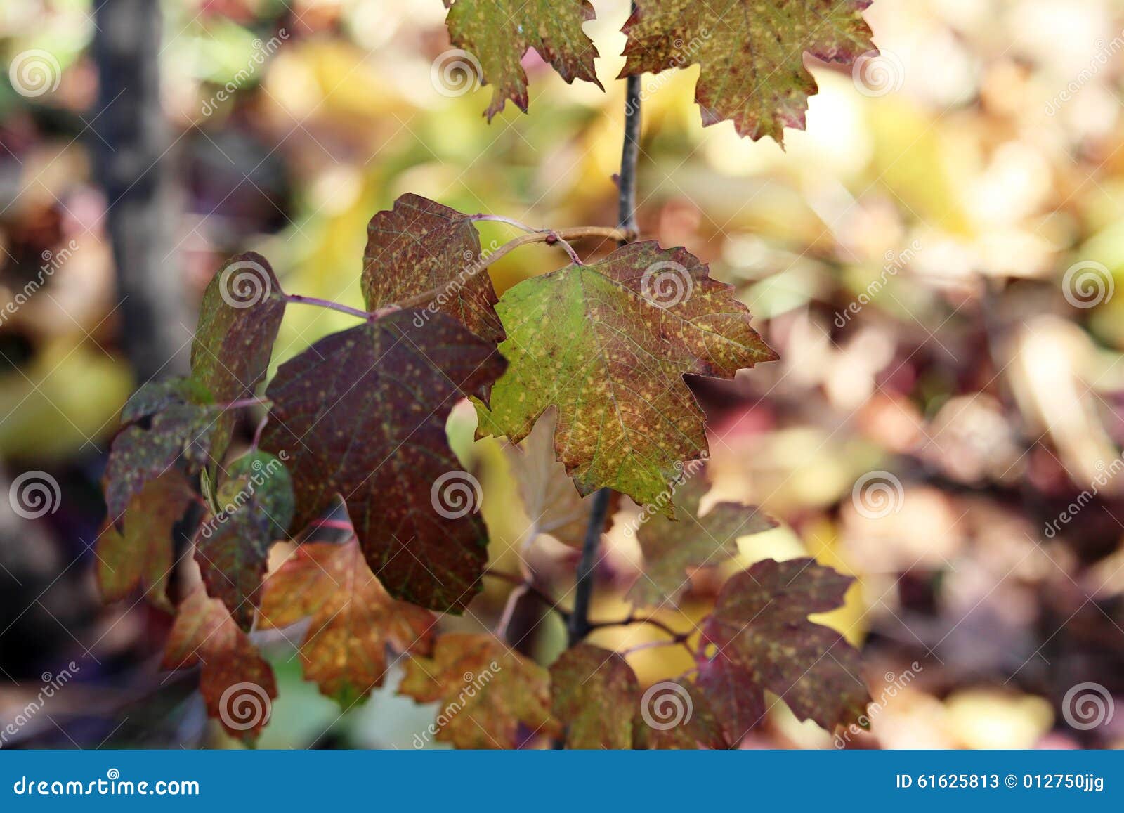 Unusual fall leaves stock image. Image of leaves, unusualleaf - 61625813