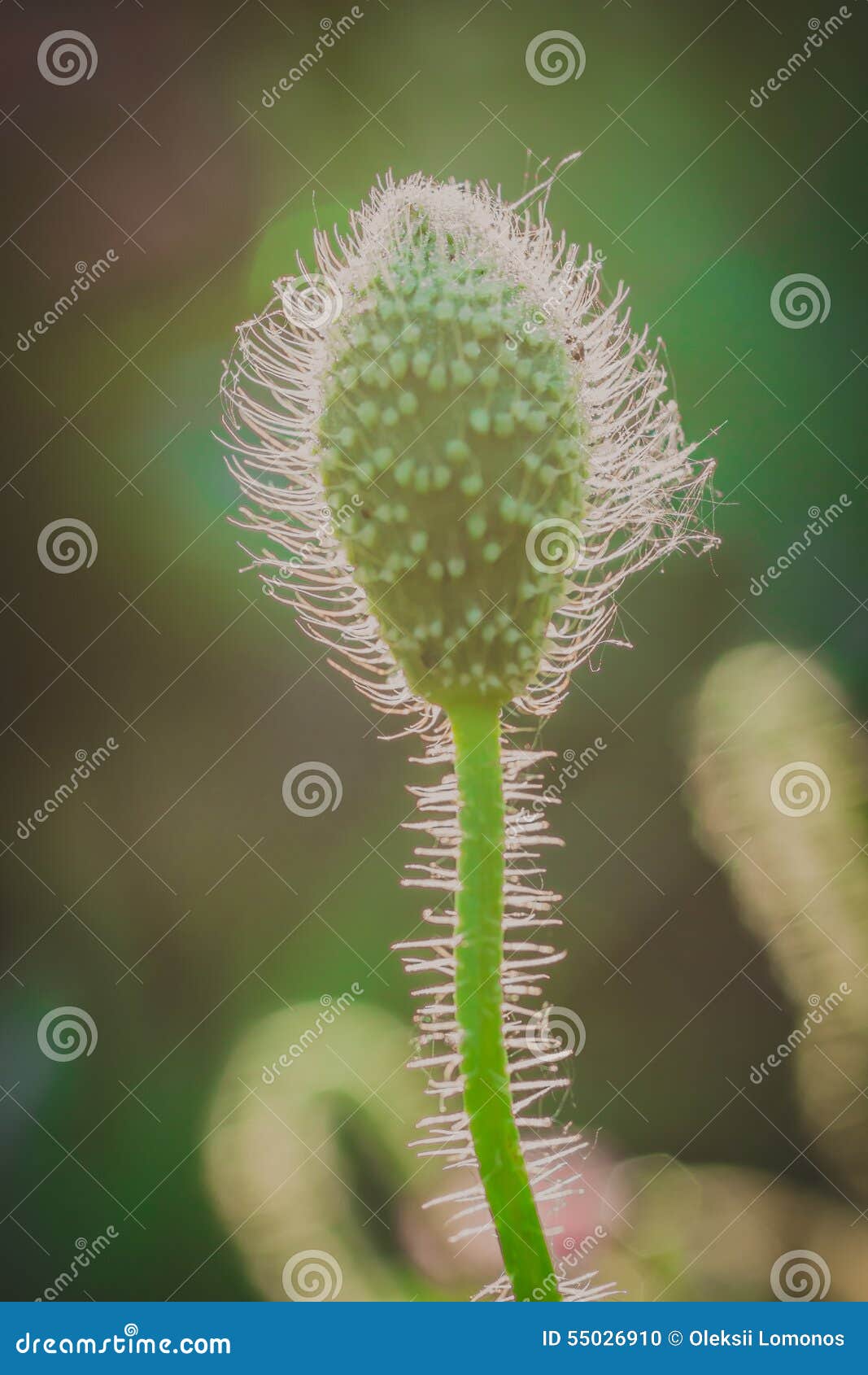Unusual fluffy fruit poppy stock photo. Image of poppy - 55026910