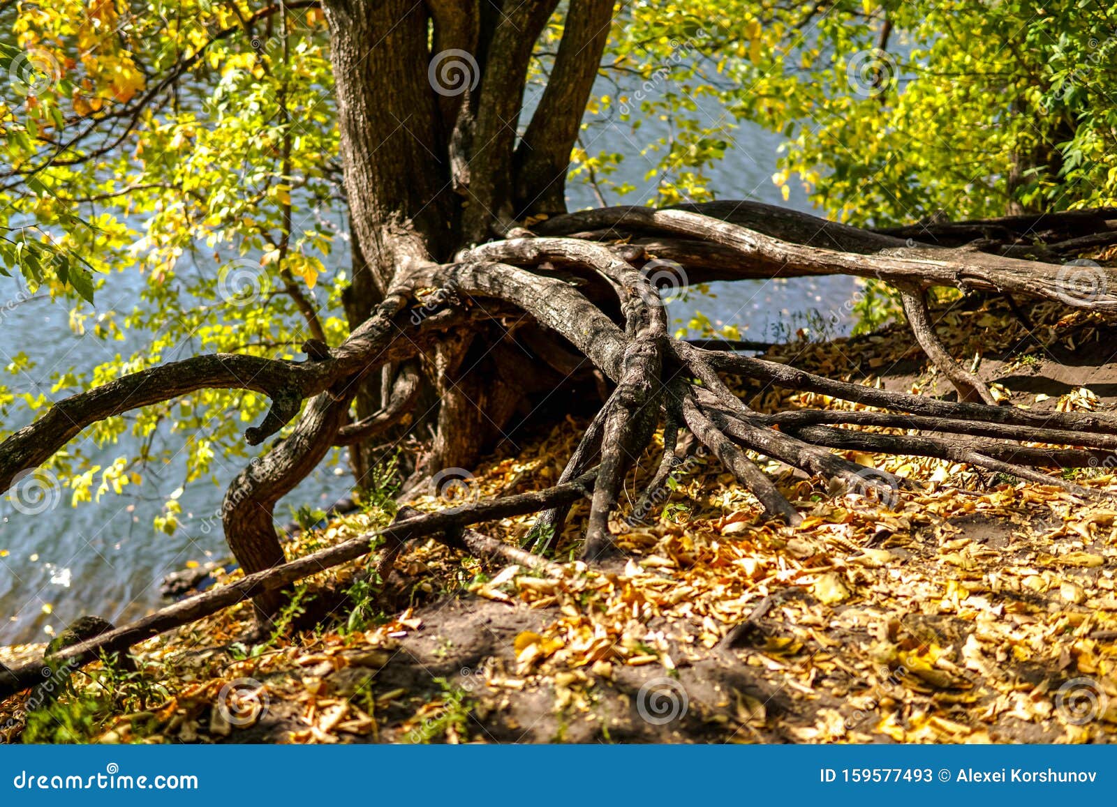 Unusual Gnarled Tree Roots by Forest Pond in Early Autumn Stock Image ...