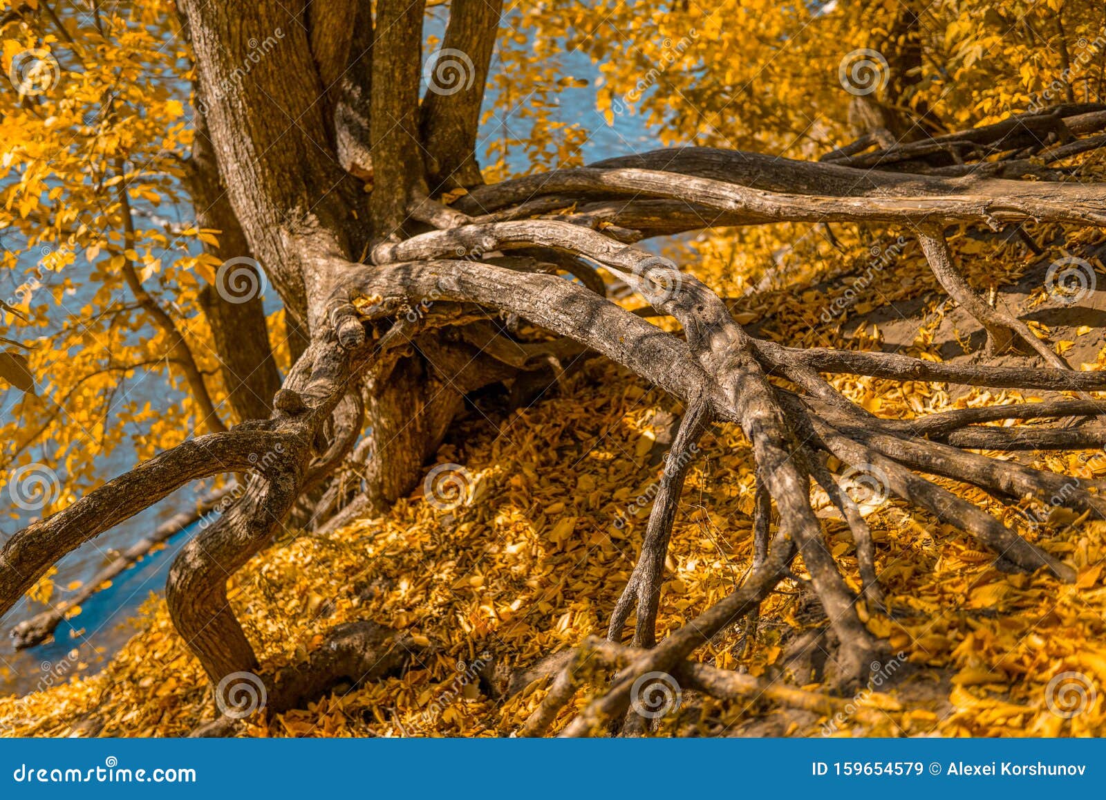 Unusual Gnarled Tree Roots by Forest Pond in Early Autumn Stock Image ...