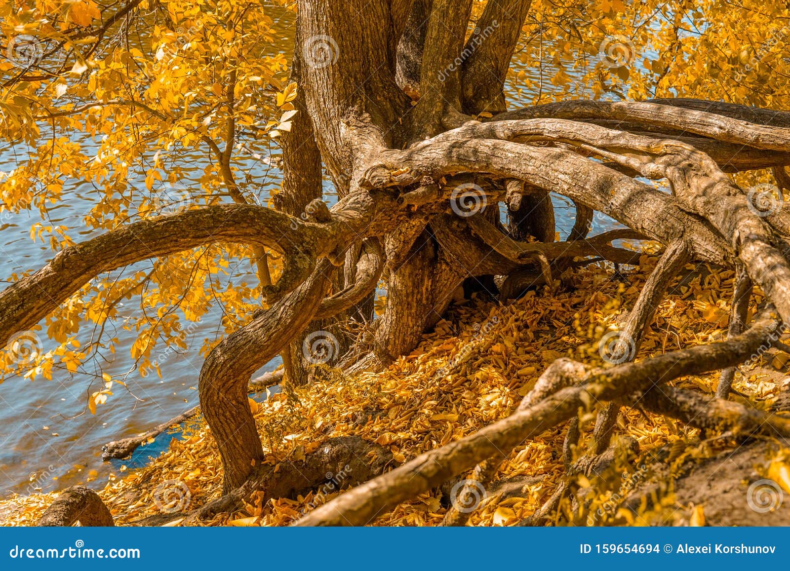 Unusual Gnarled Tree Roots by Forest Pond in Early Autumn Stock Photo ...