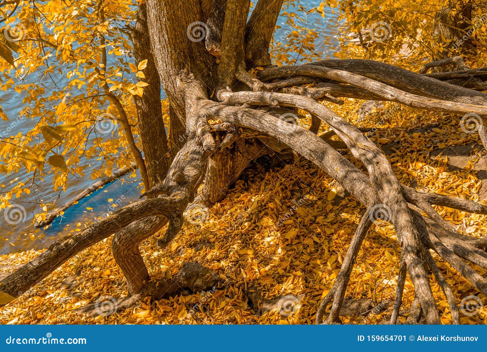 Unusual Gnarled Tree Roots by Forest Pond in Early Autumn Stock Image ...