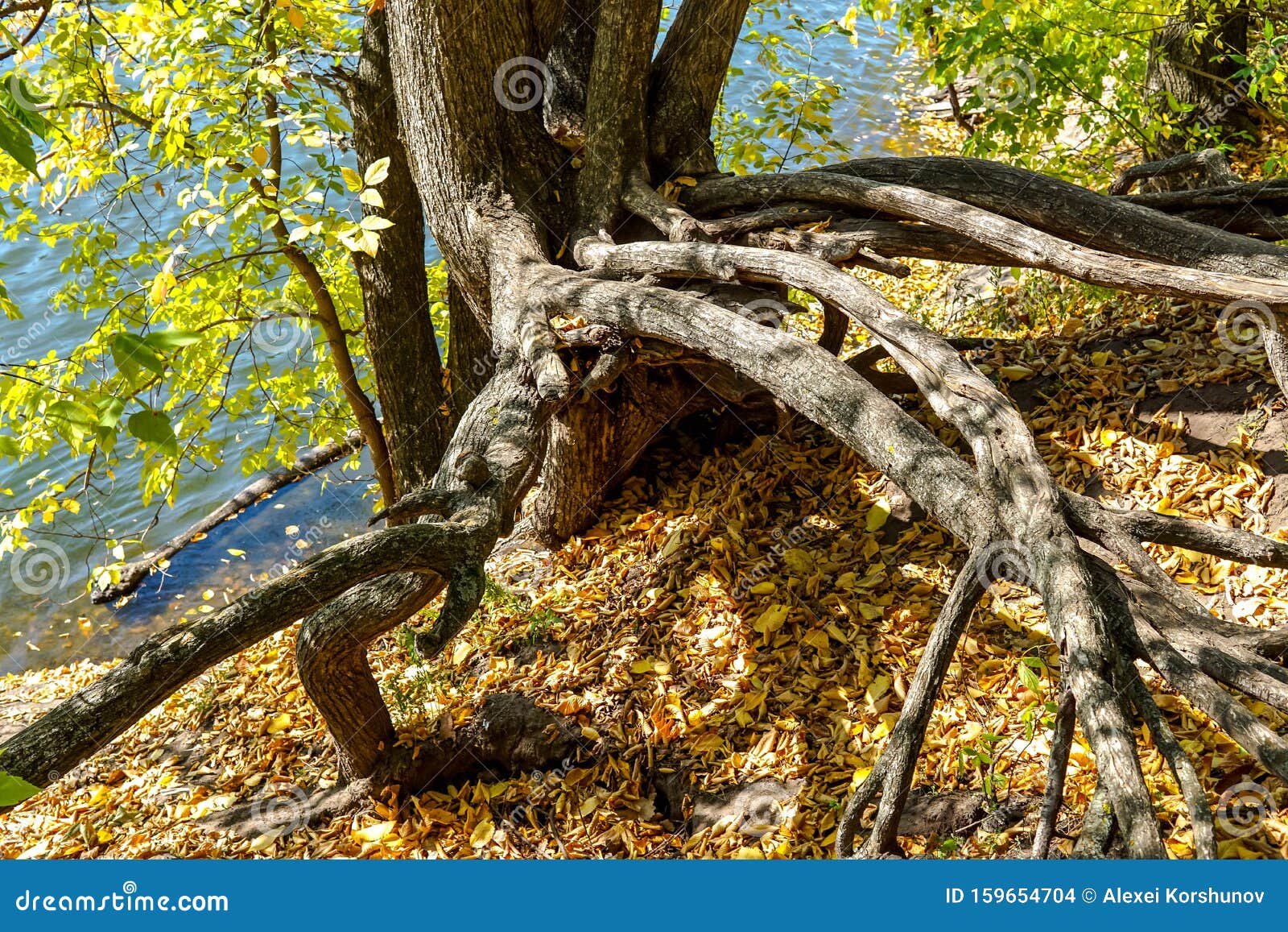 Unusual Gnarled Tree Roots by Forest Pond in Early Autumn Stock Photo ...