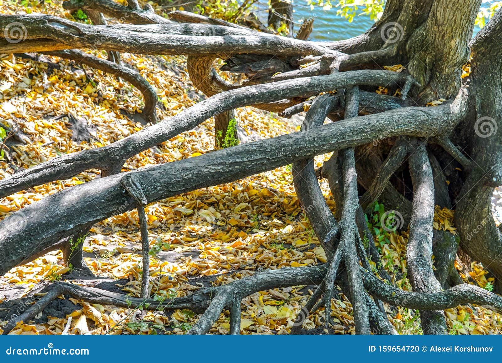 Unusual Gnarled Tree Roots by Forest Pond in Early Autumn Stock Photo ...