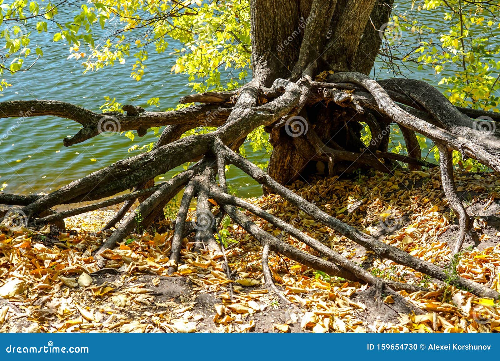 Unusual Gnarled Tree Roots by Forest Pond in Early Autumn Stock Photo ...
