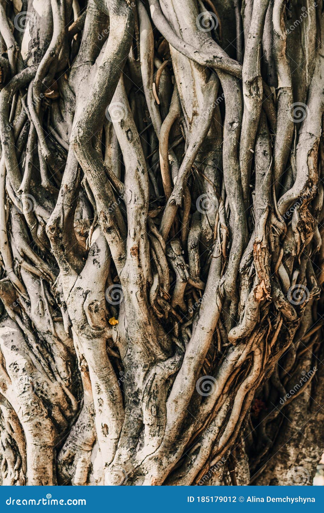 Unusual Gray Tree Trunk in Asia Park Stock Photo - Image of abstract ...