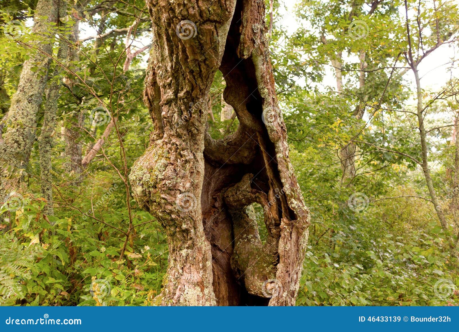An Unusual Hole in a Tree-trunk Stock Image - Image of holes, leaves ...