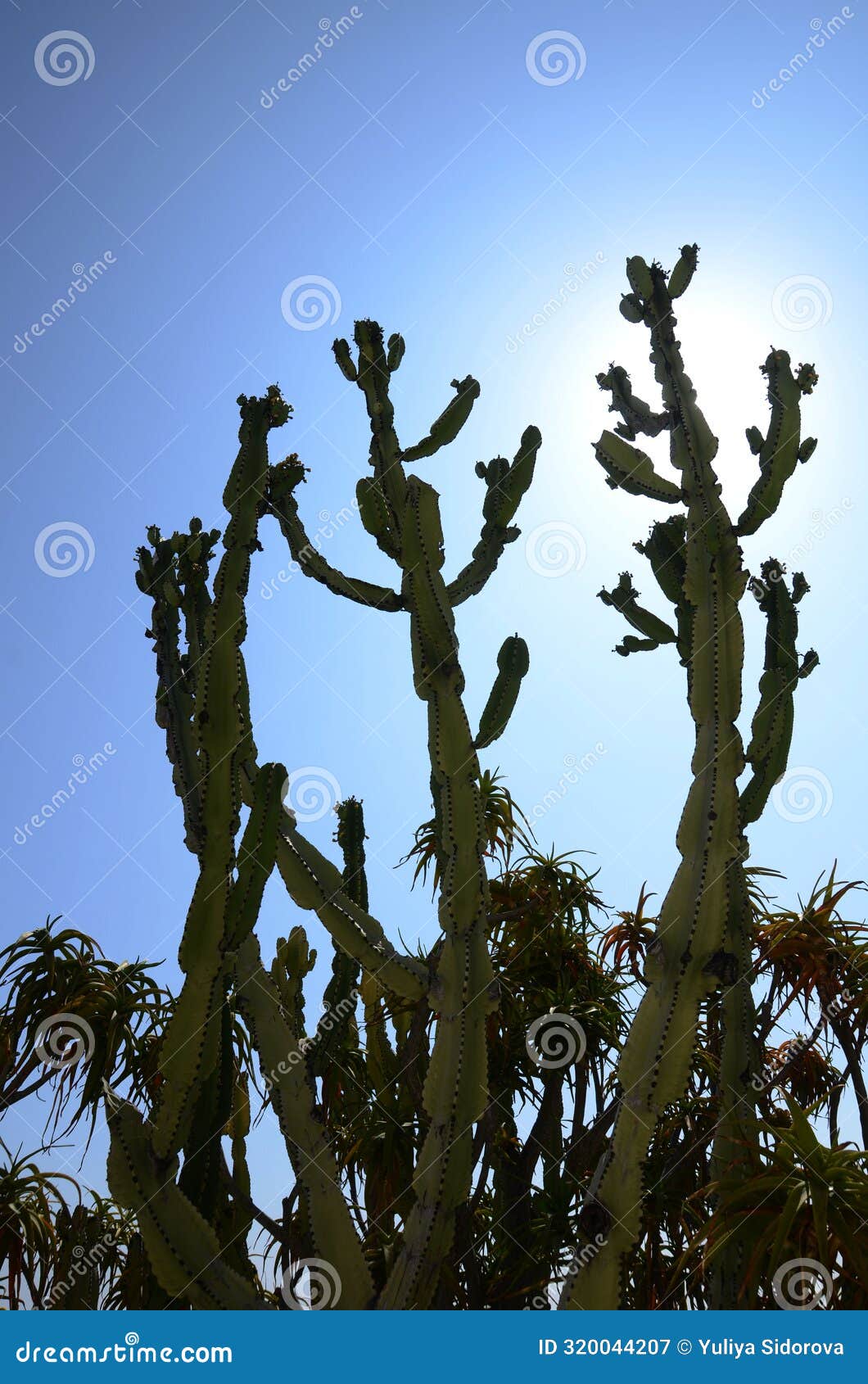 Unusual Landscape with Saguaro Cactus at Sunset Stock Image - Image of ...