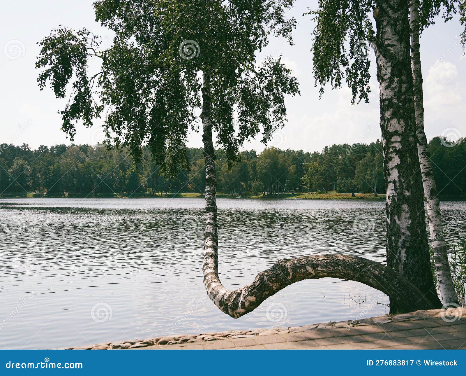 Unusual-looking Tree with a Curved Trunk is Leaning Over the Side of a ...