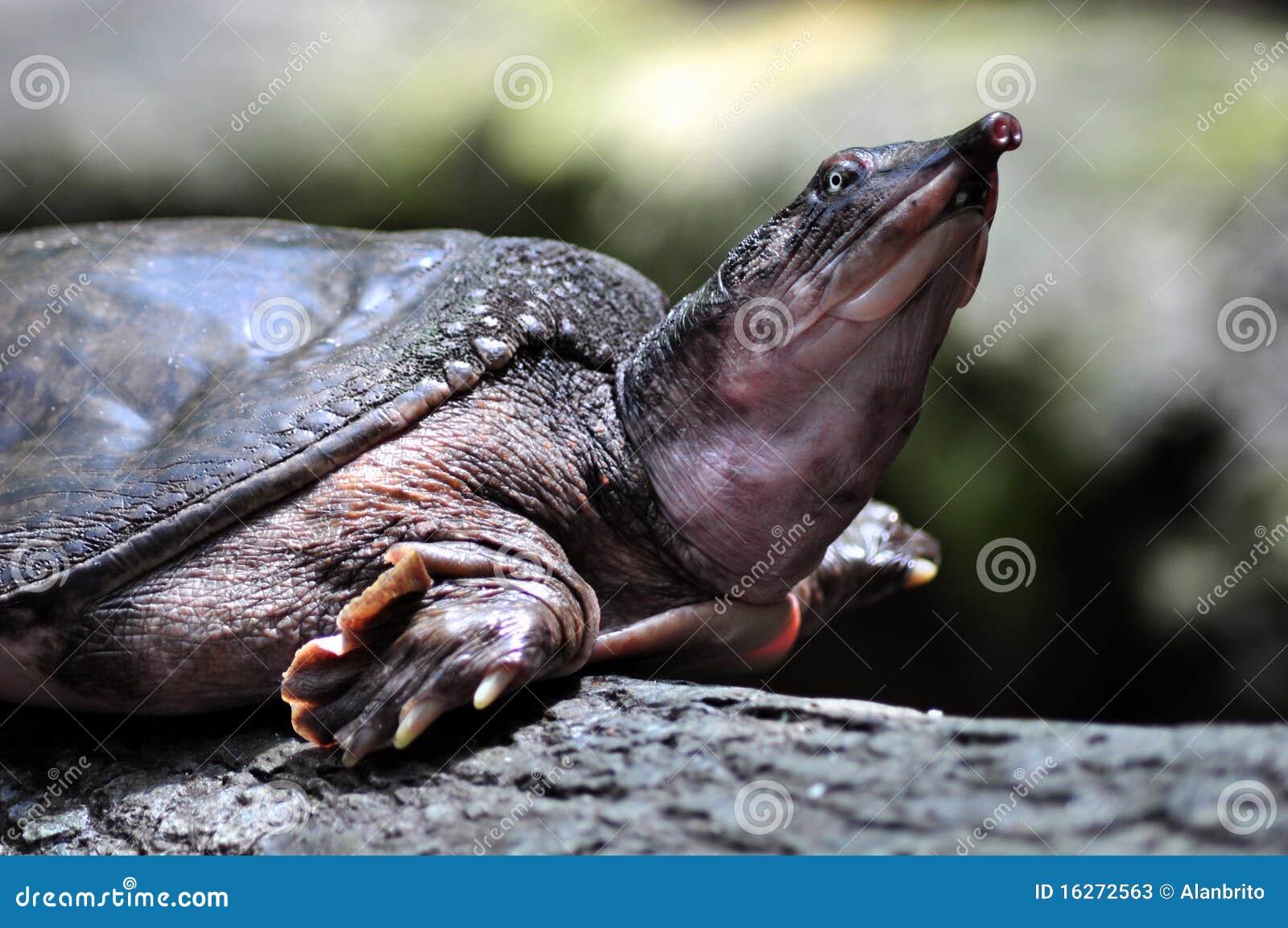 An unusual looking turtle stock image. Image of vertebrate - 16272563