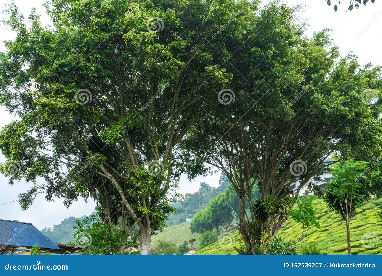 An Unusual Lush Green Twin Tree. Two Trees with a Tunnel between Stock ...