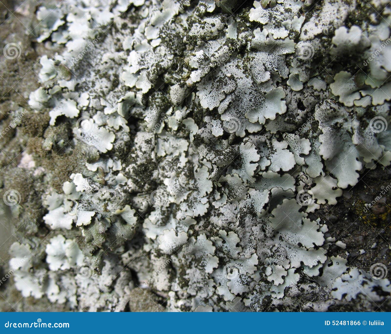 Unusual moss stock photo. Image of bloom, flakes, gray - 52481866