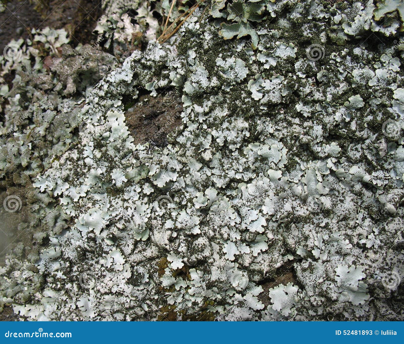 Unusual moss stock image. Image of bark, flakes, plant - 52481893