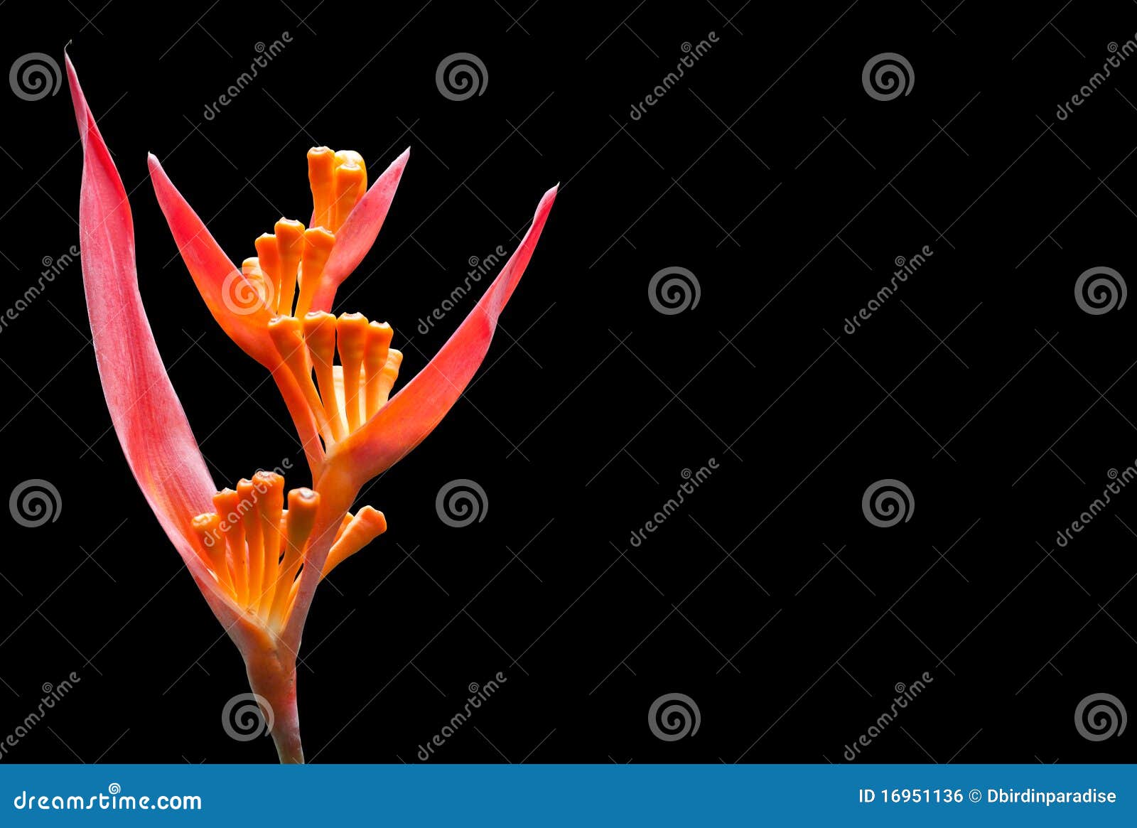 Unusual Orange Tropical Flower Stock Photo - Image of macro, unique ...