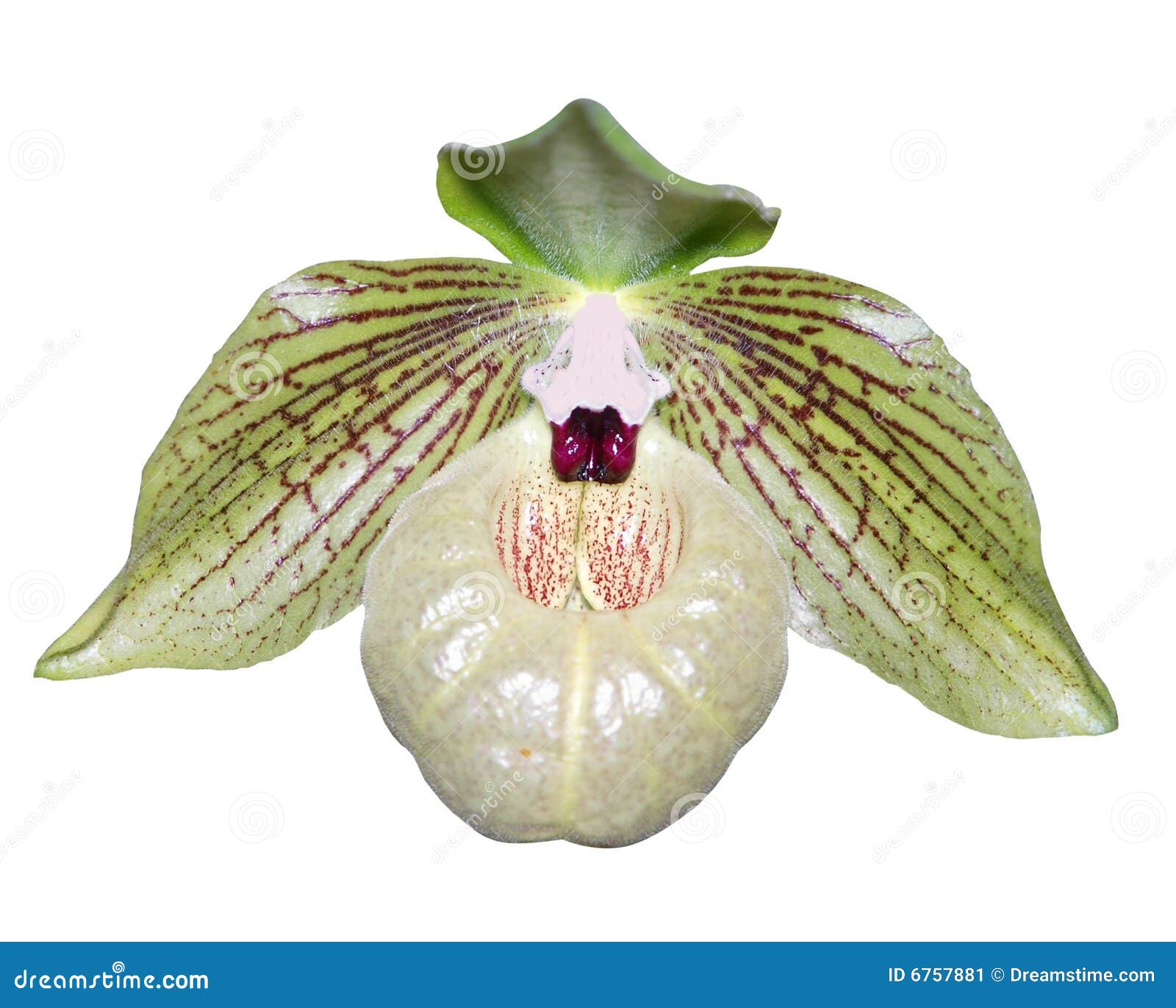 Unusual Orchid stock image. Image of pair, path, blossoms - 6757881