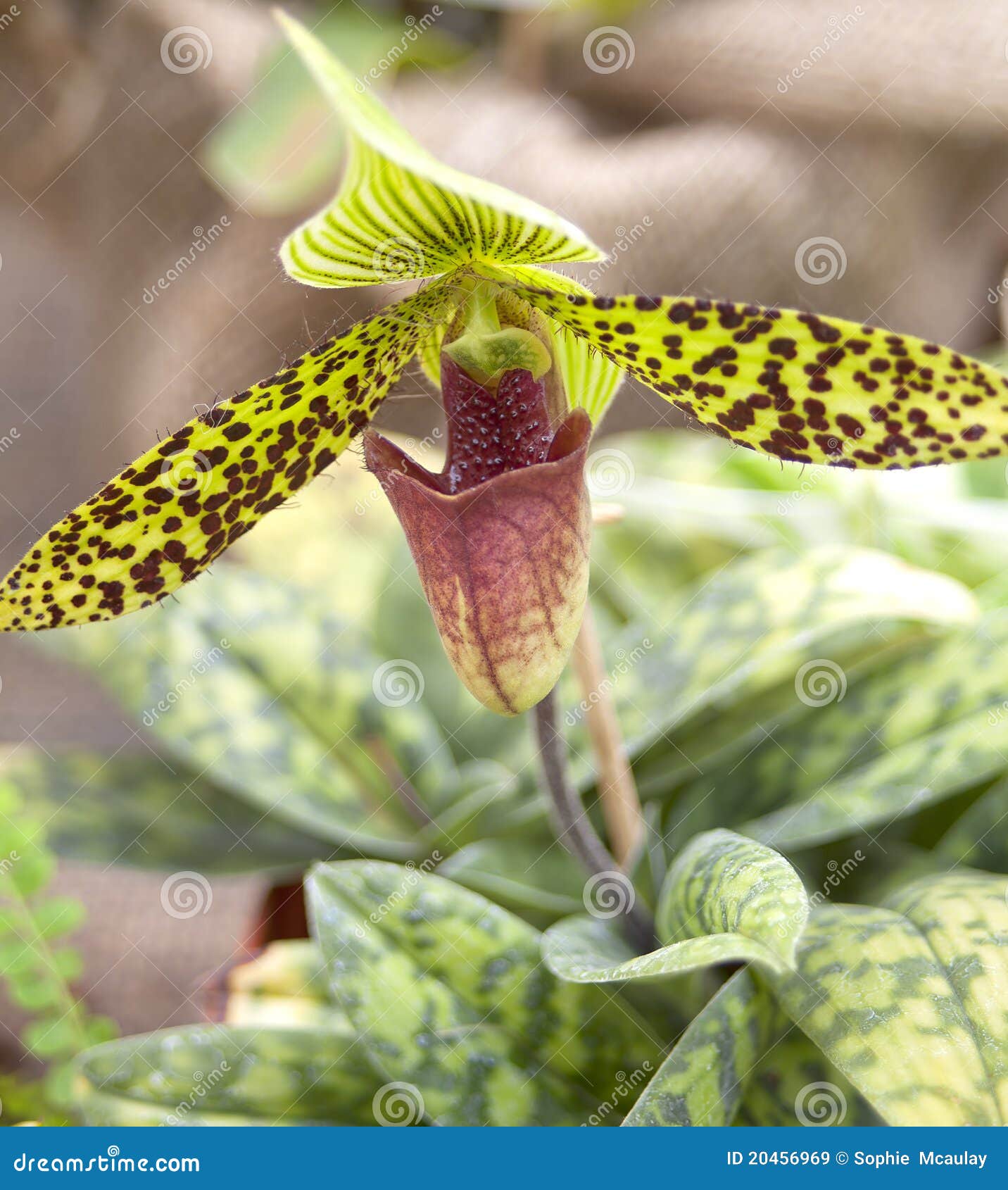 Unusual orchids series stock image. Image of present - 20456969