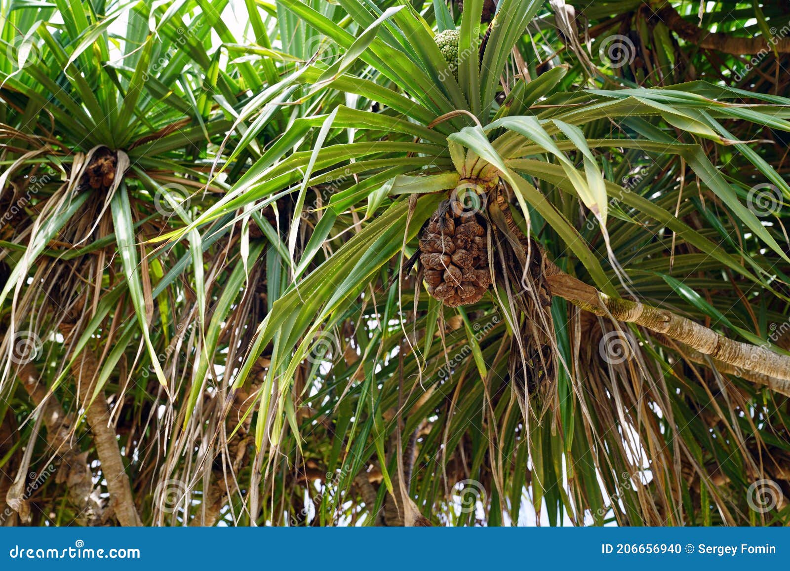 Palm tree in the garden stock photo. Image of organic - 206656940