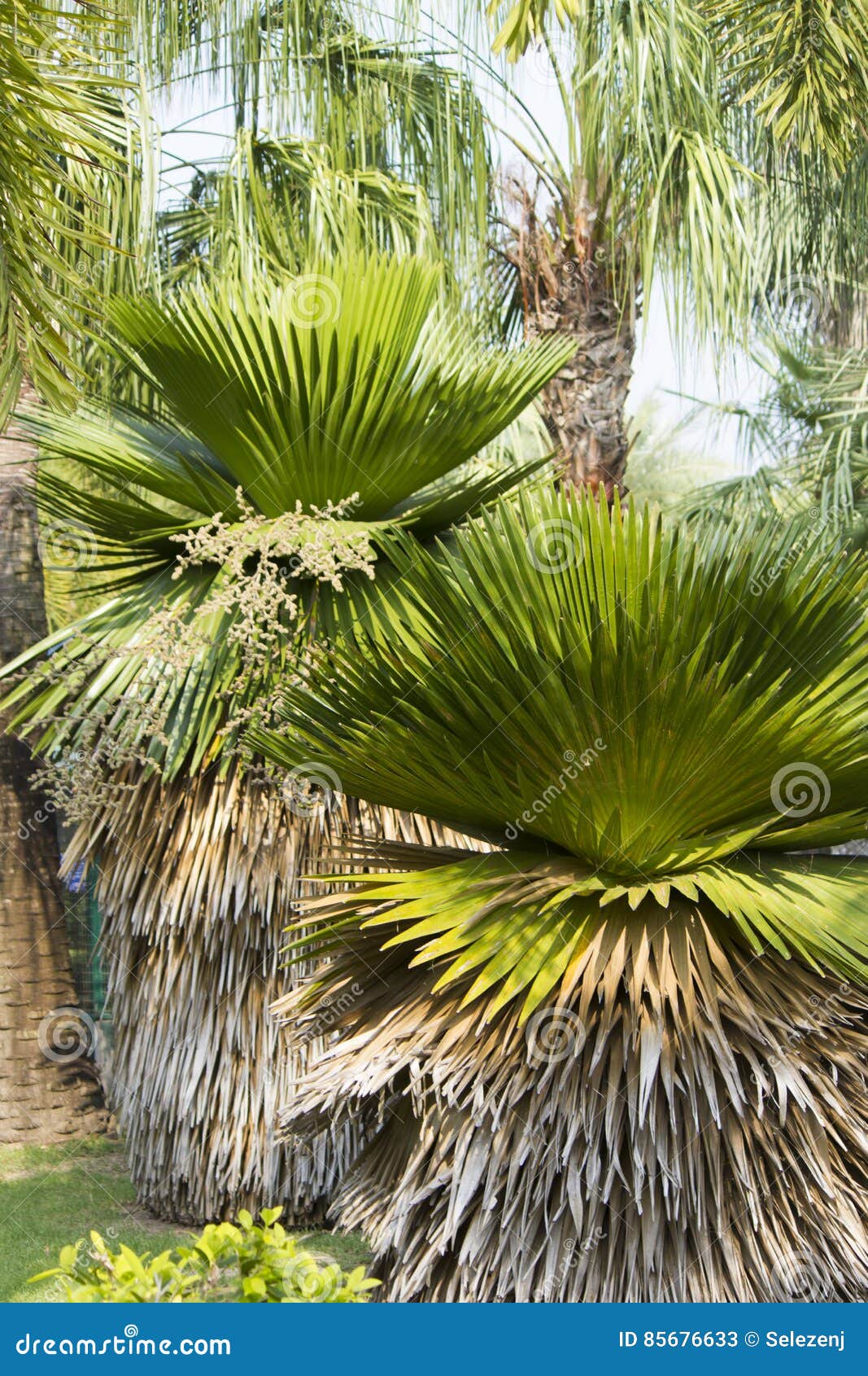 Unusual palm trees stock image. Image of nature, forest - 85676633