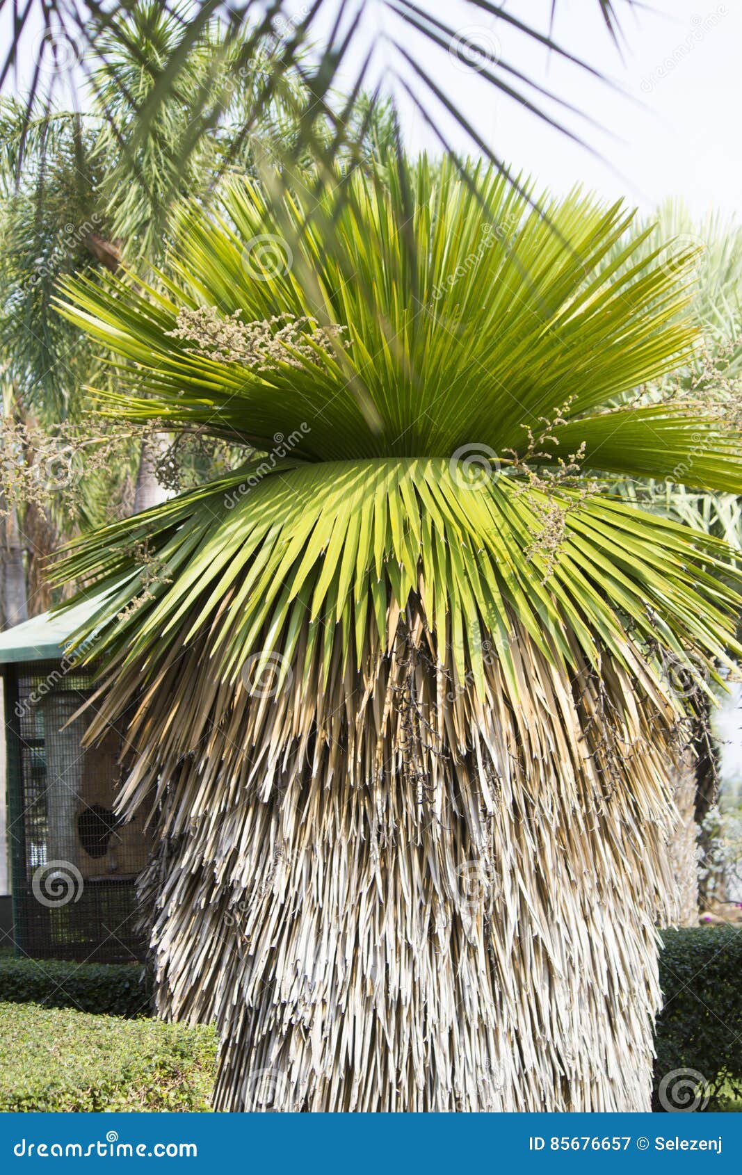 Unusual palm trees stock image. Image of scenic, palm - 85676657