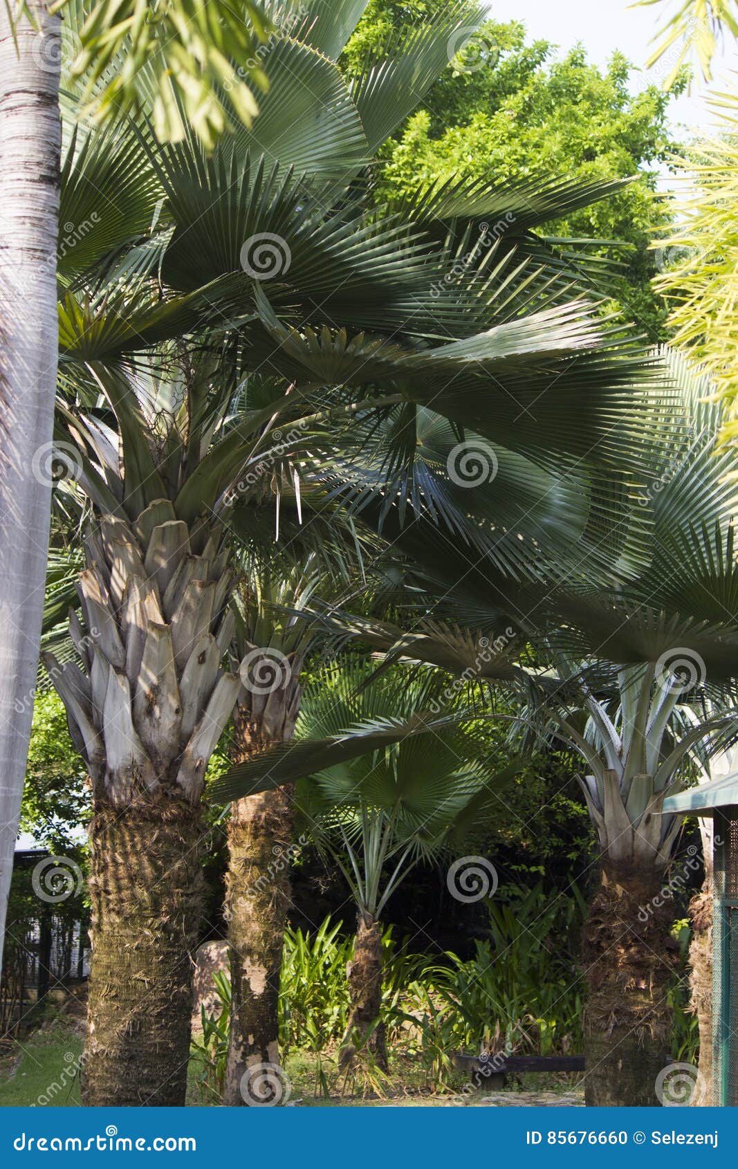 Unusual palm trees stock photo. Image of palm, beach - 85676660