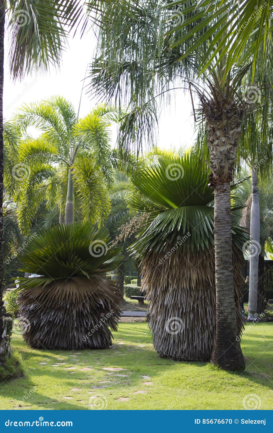 Unusual palm trees stock photo. Image of plant, ocean - 85676670