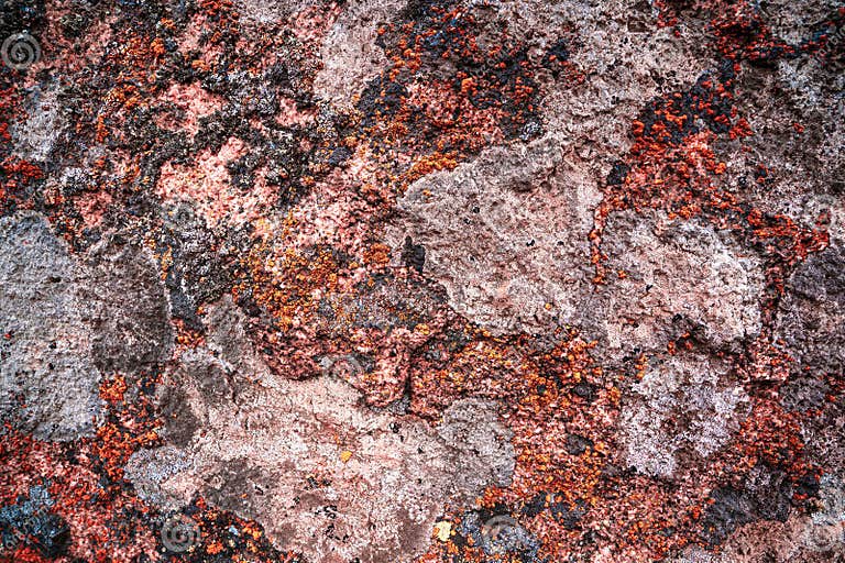 Multi-colored Mold Texture on the Stones Stock Photo - Image of green ...