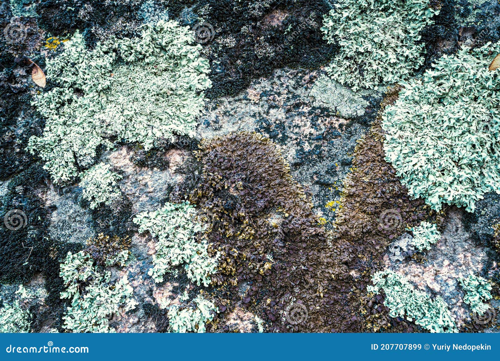 Multi-colored Mold Texture on the Stones Stock Image - Image of closeup ...