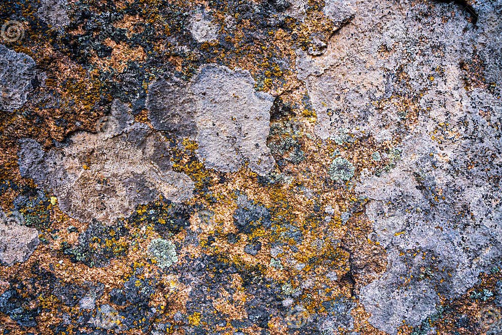 Multi-colored Mold Texture on the Stones Stock Image - Image of ...