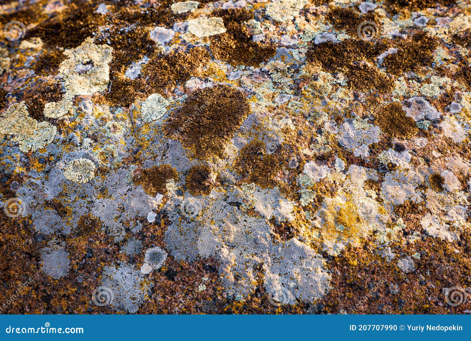 Multi-colored Mold Texture on the Stones Stock Photo - Image of fungus ...