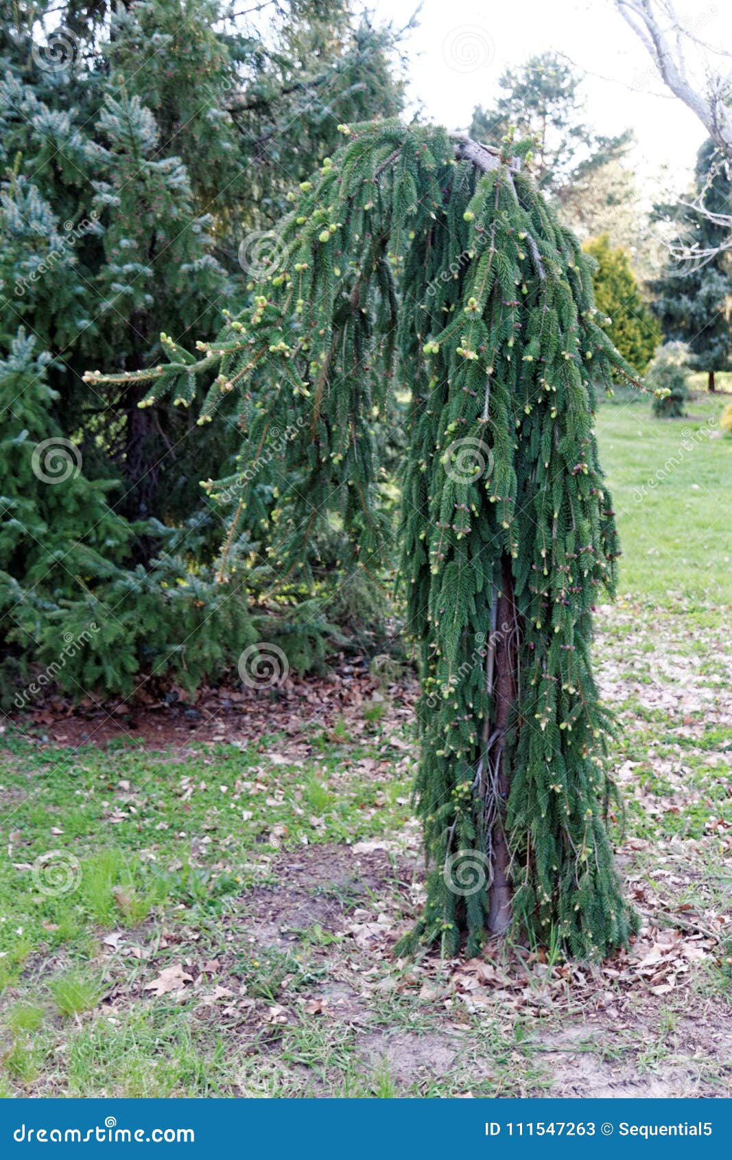 An Unusual Pine Tree with a Curled Top Stock Image - Image of park, color: 111547263