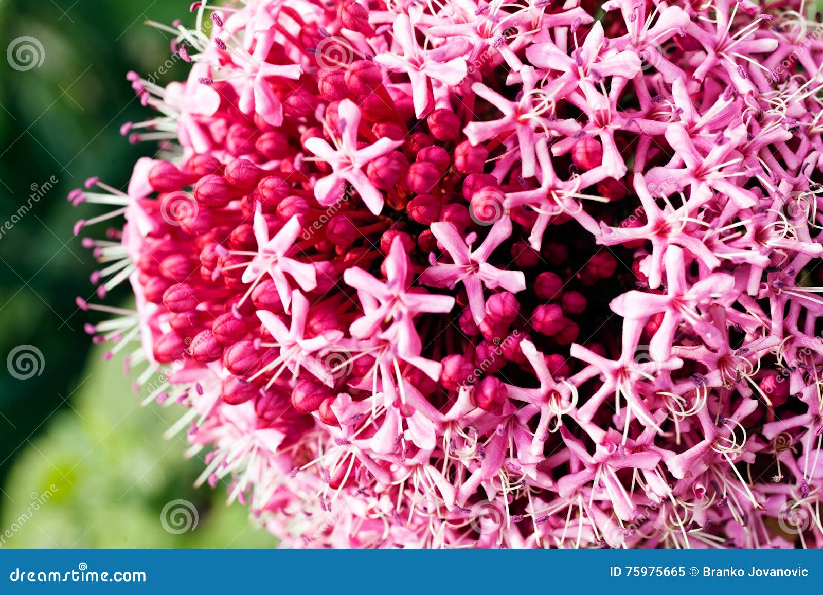 Unusual pink flower stock image. Image of tree, blooms - 75975665