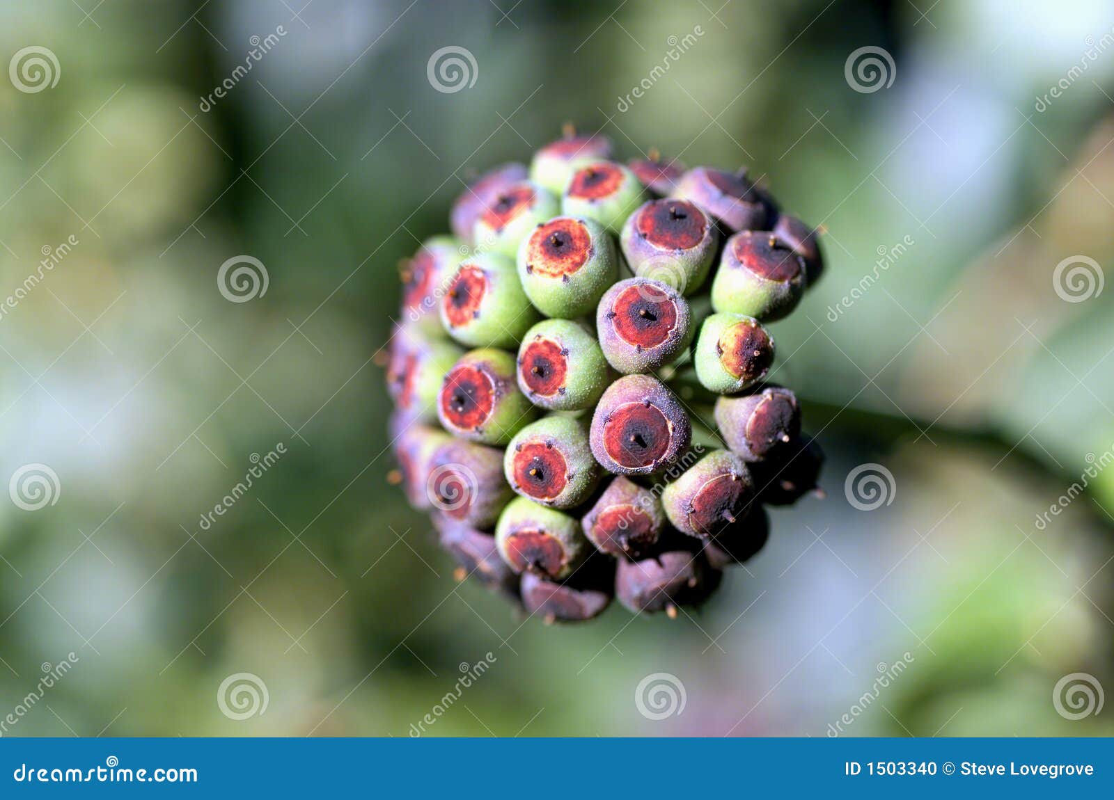 Unusual plant seed pods stock photo. Image of pattern - 1503340
