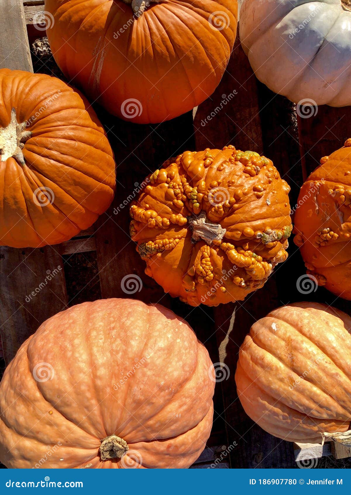 Unusual pumpkin assortment stock photo. Image of healthy - 186907780