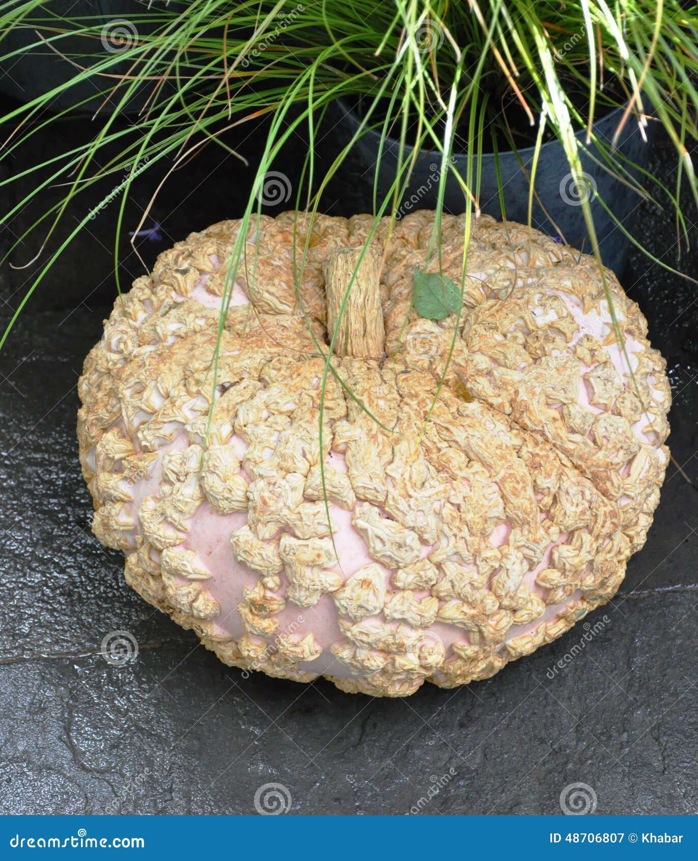 Unusual pumpkin. stock image. Image of natural, vegetables - 48706807