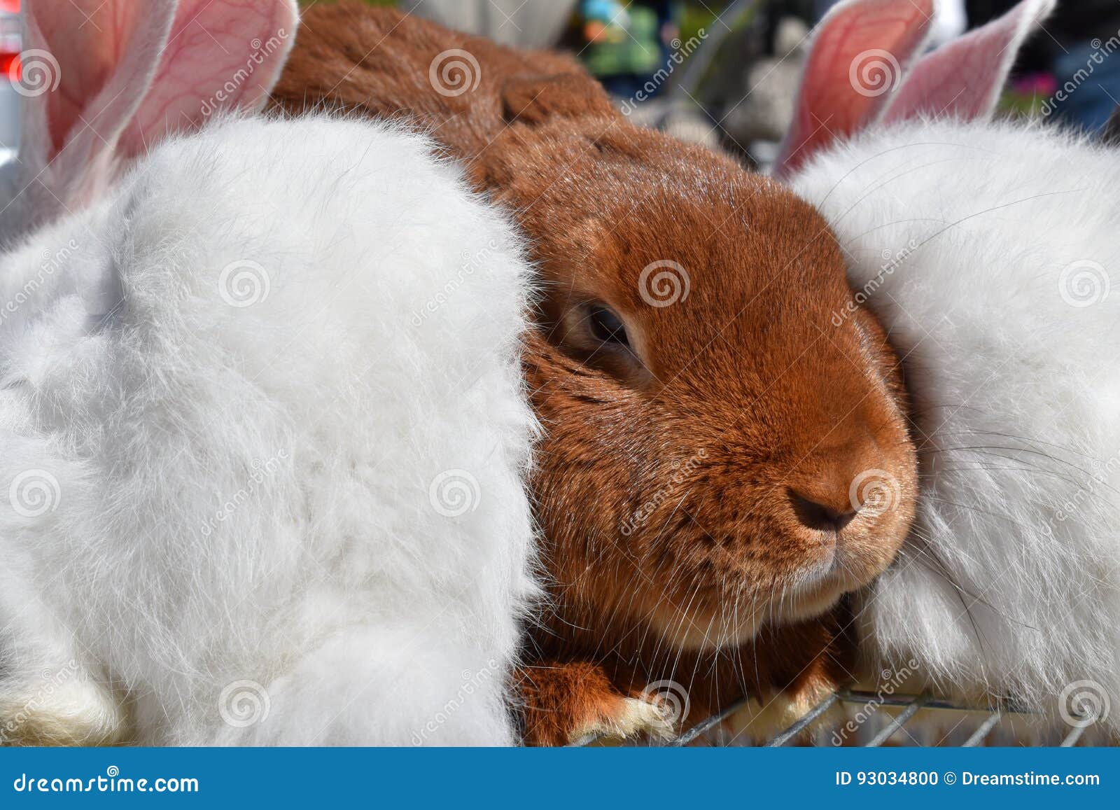 Unusual rabbit stock photo. Image of rabbit, cute, animal - 93034800