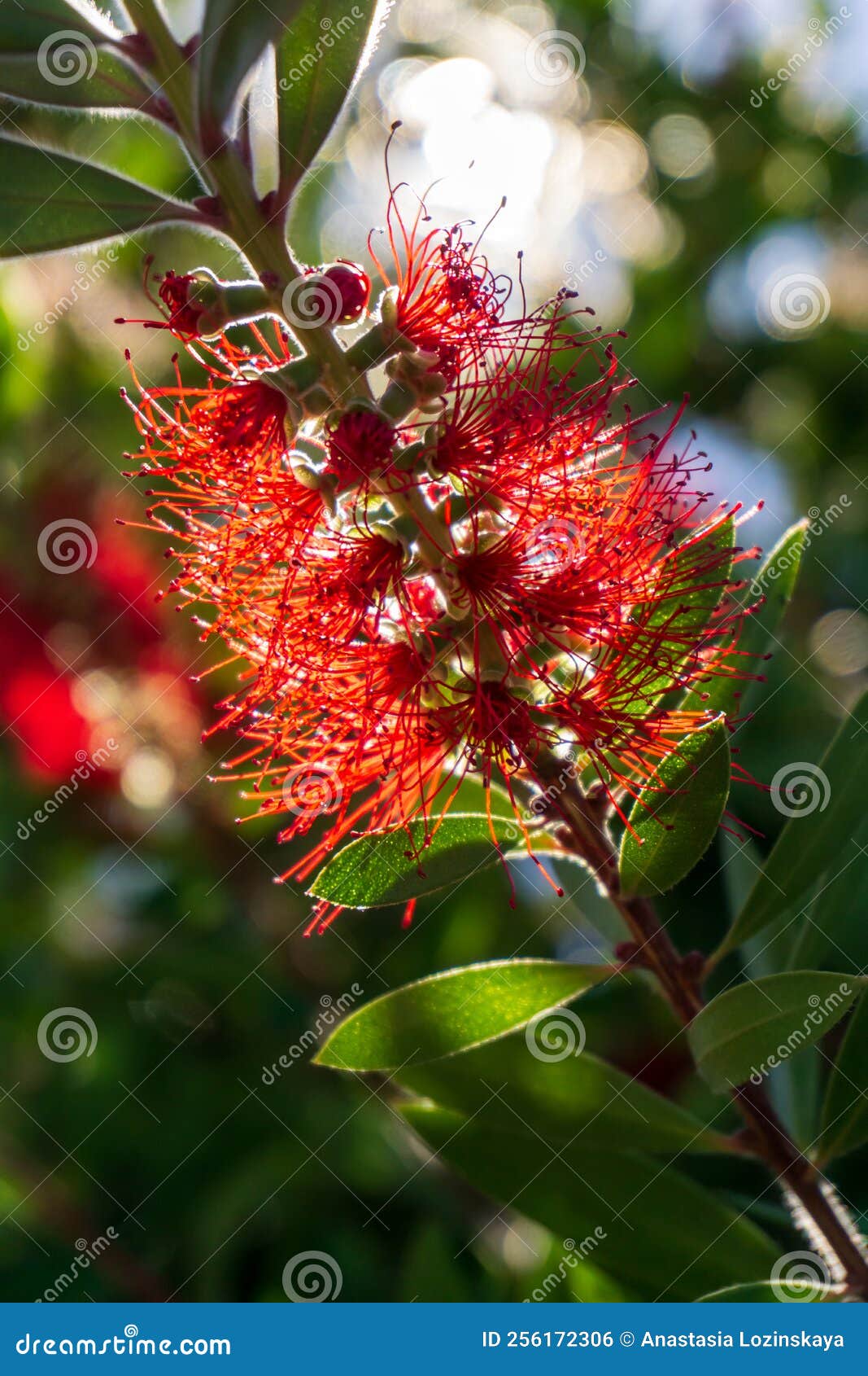 Unusual Red Callistemon Comboynensis Flower in Sunlight Stock Photo ...