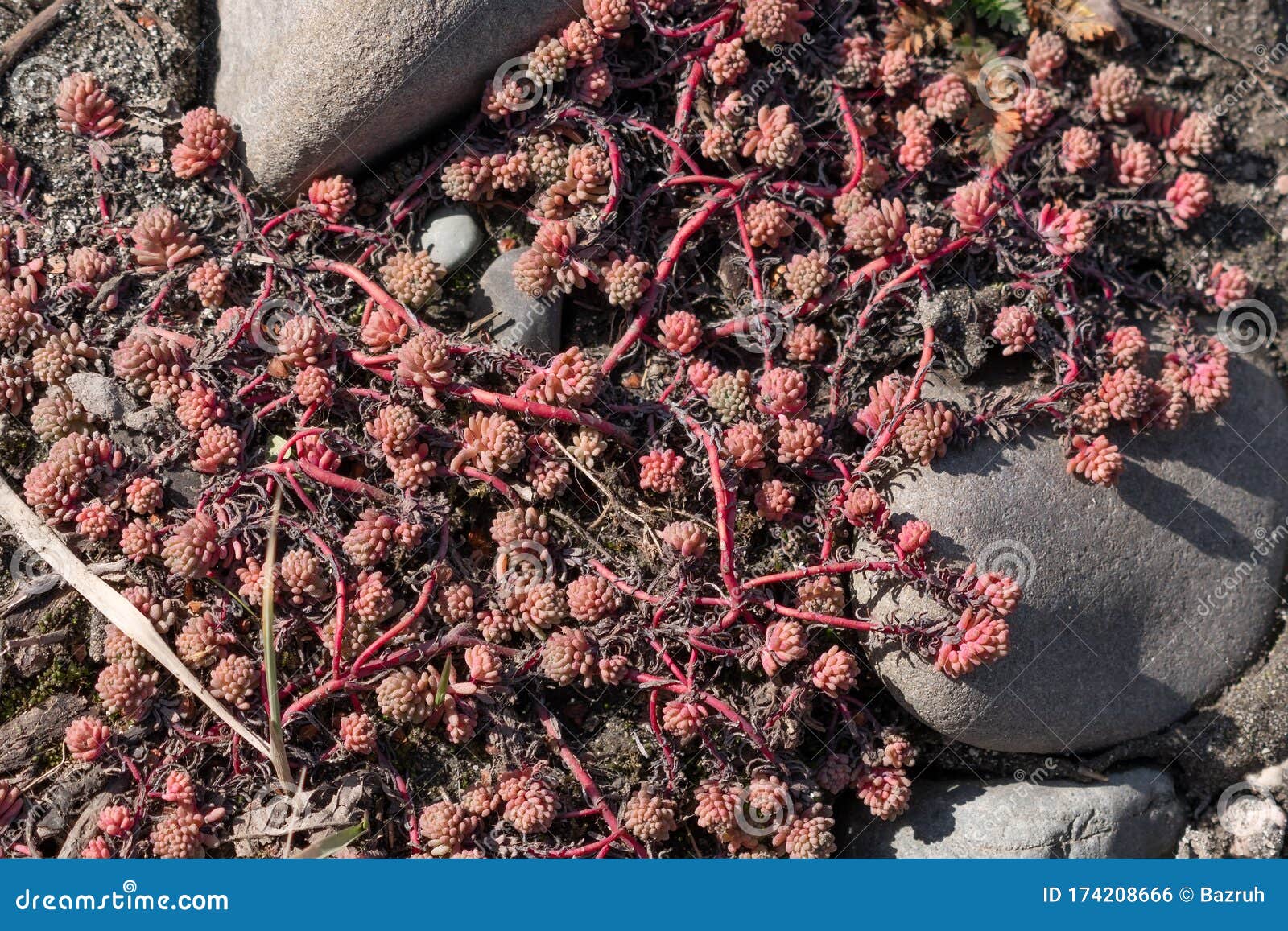 Unusual Red Grass in Forest Stock Photo - Image of leaves, colorful ...