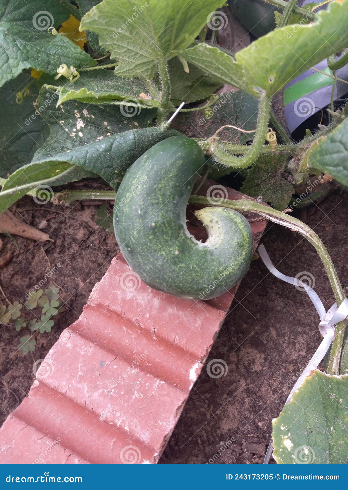 Unusual Ripe Curvy Cucumber Plant Stock Image - Image of ripe, unusual ...