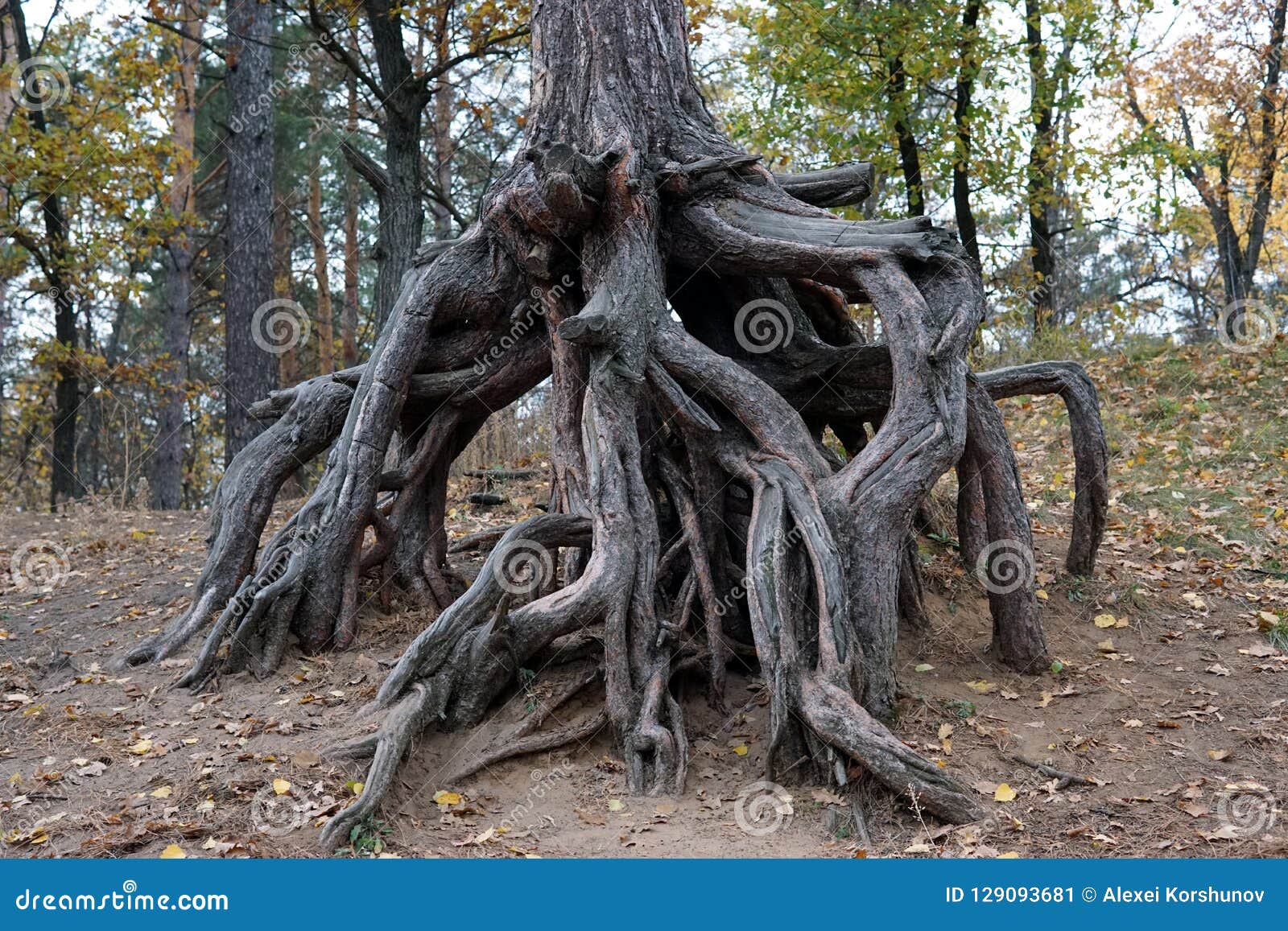 Unusual Roots of a Big Old Tree Stock Image - Image of ecology, brown ...