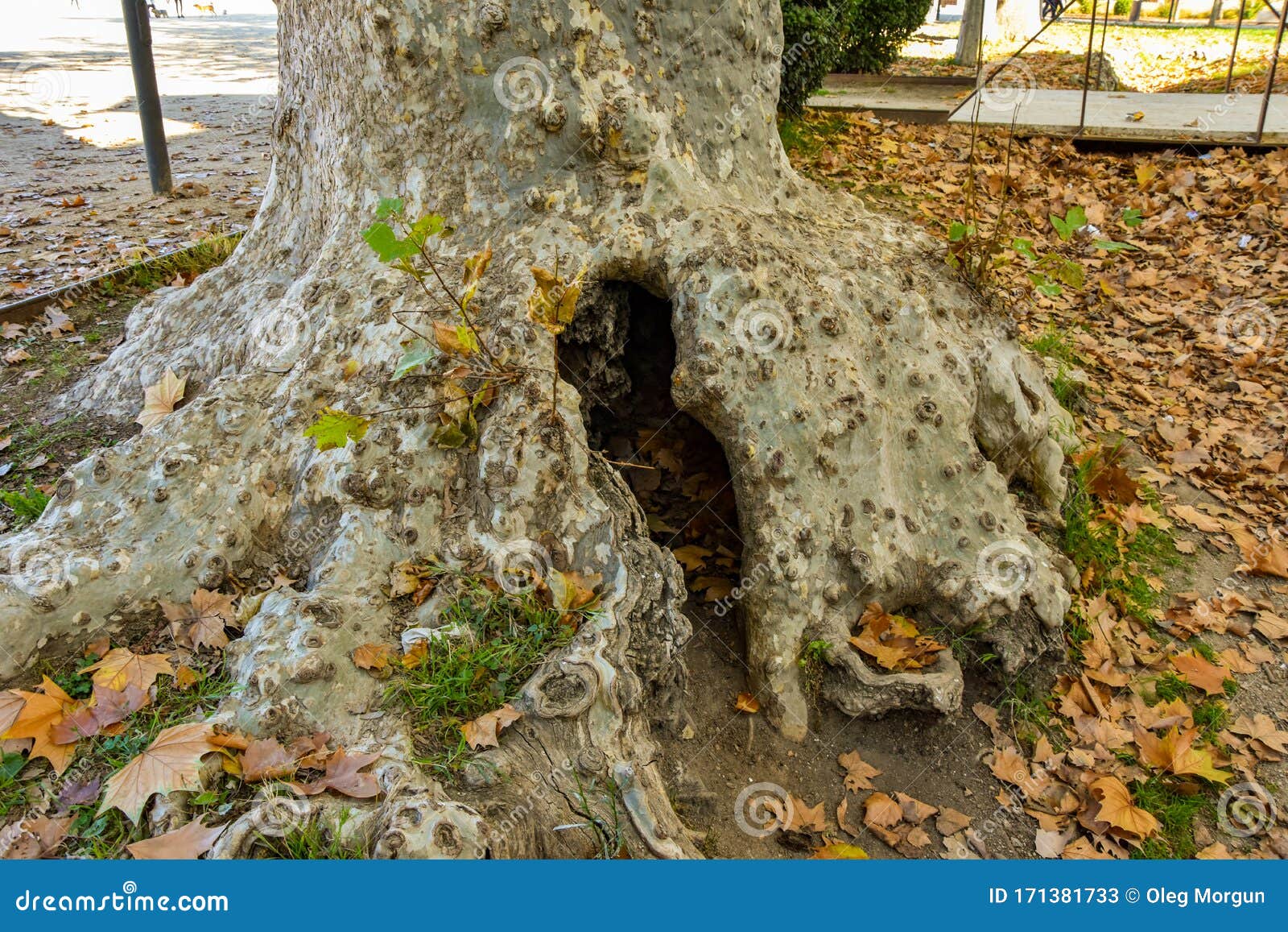 Unusual Roots of a Large Tree and Yellowed Foliage in Aranjuez Spain ...