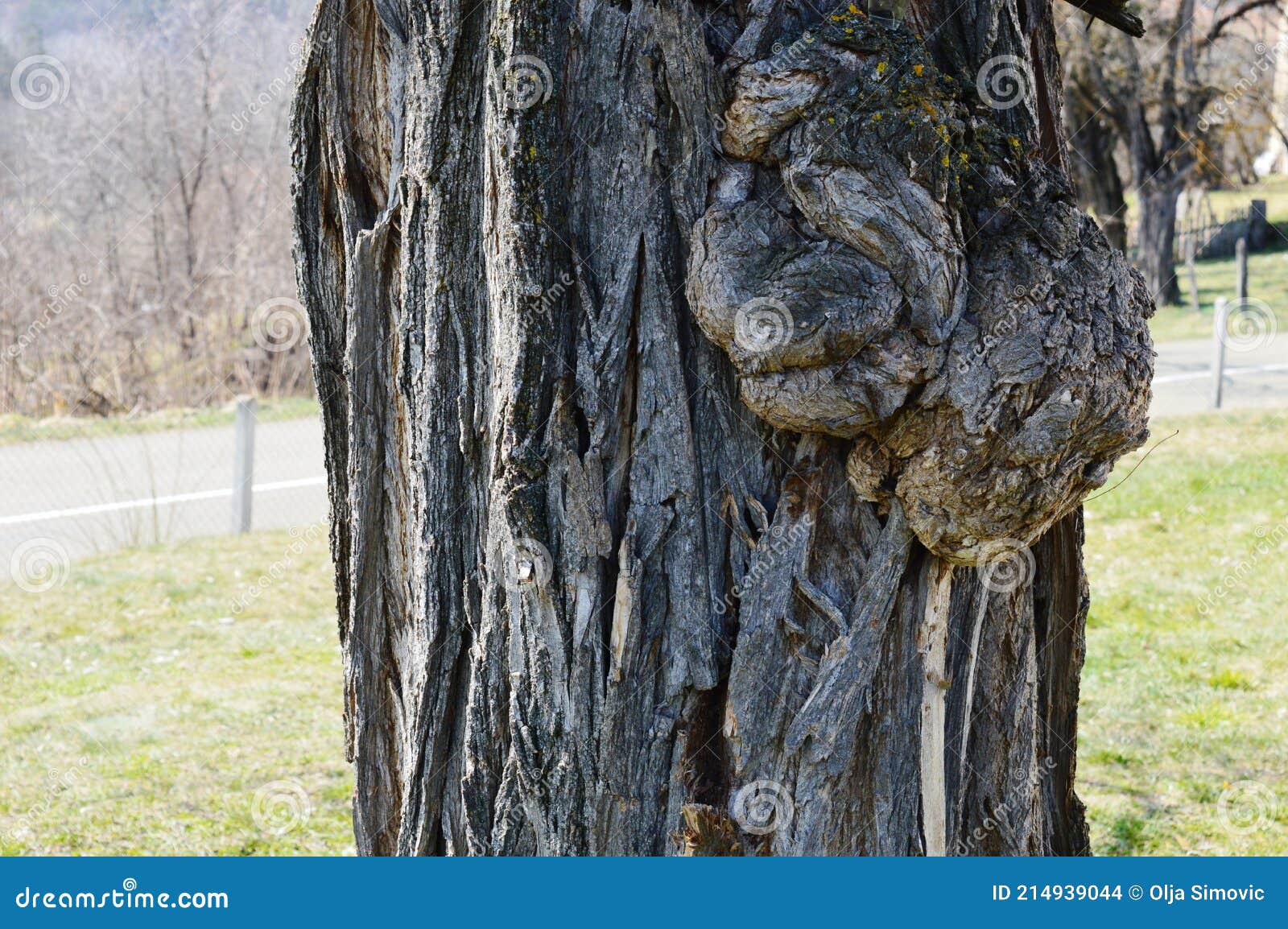 Unusual Shape of an Old Tree Stock Photo - Image of plant, nature ...