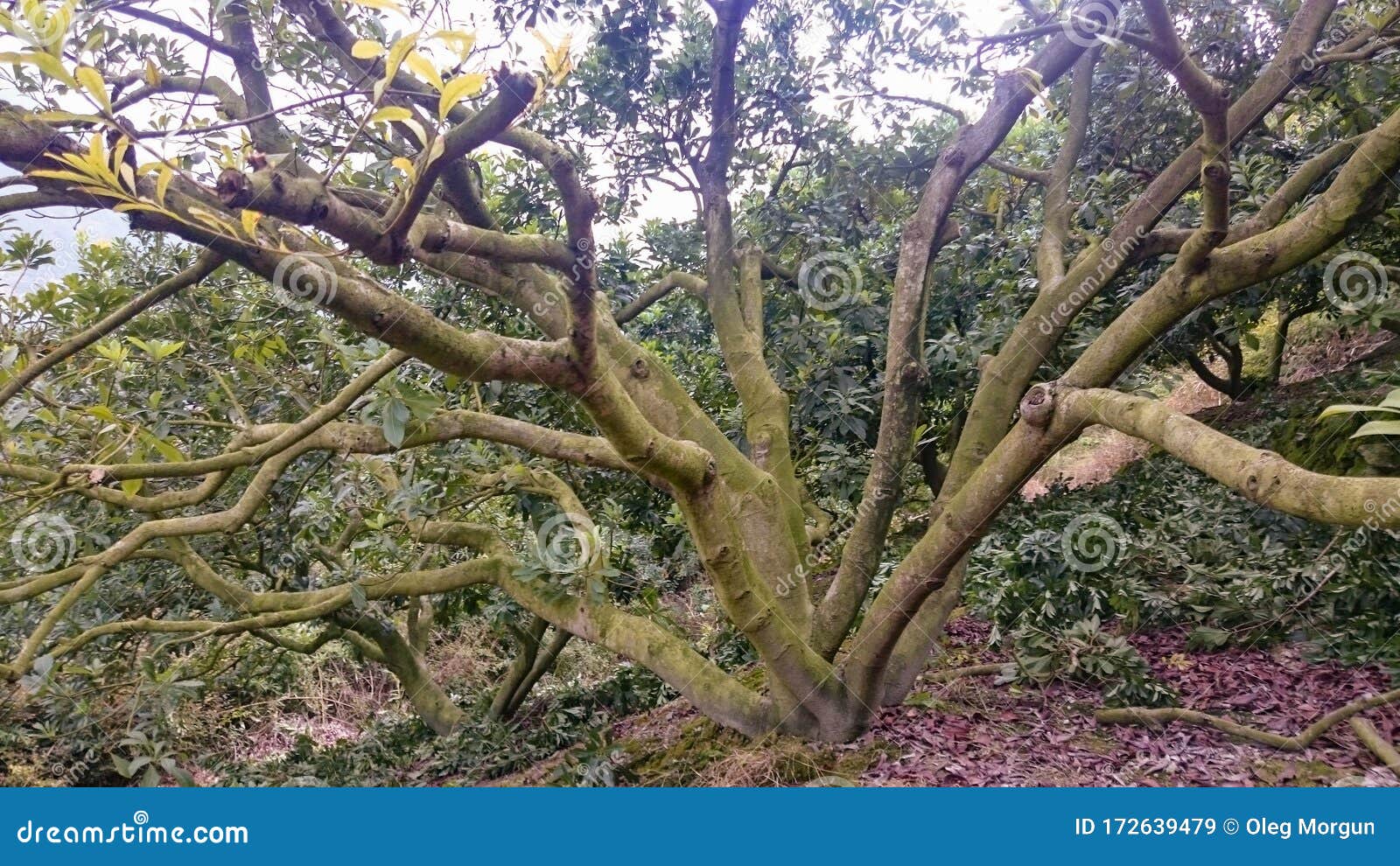 Unusual Shaped Tree with Twisted Branches Stock Image - Image of grass ...