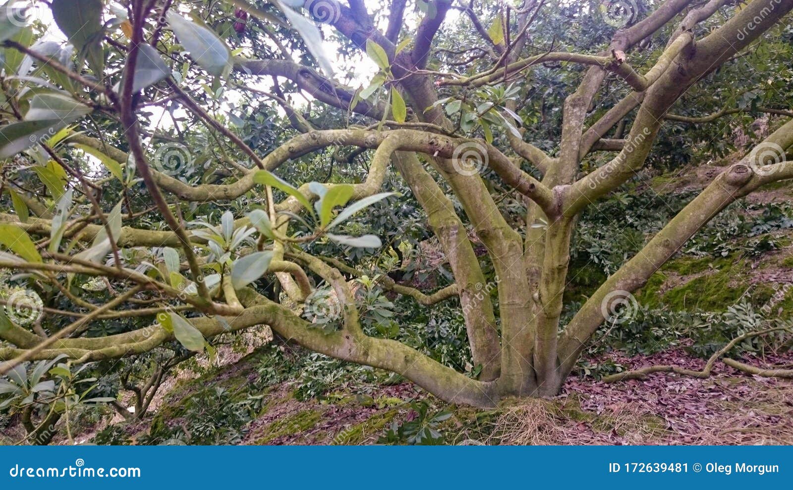 Unusual Shaped Tree with Twisted Branches Stock Image - Image of yellow ...