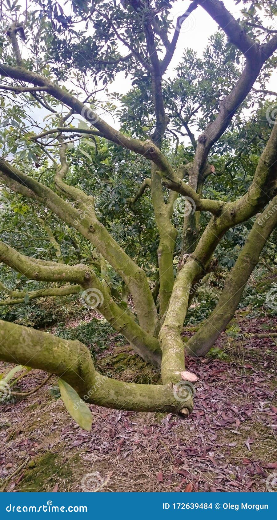 Unusual Shaped Tree with Twisted Branches Stock Photo - Image of ...
