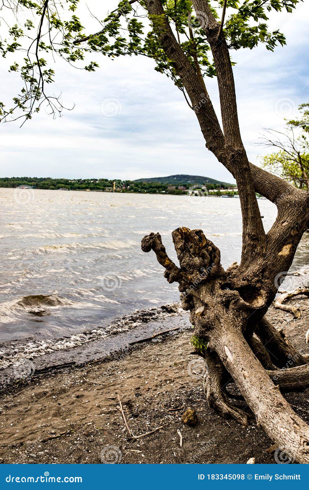 Unusual Shaped Trees Along the Edge of the River Stock Photo - Image of ...