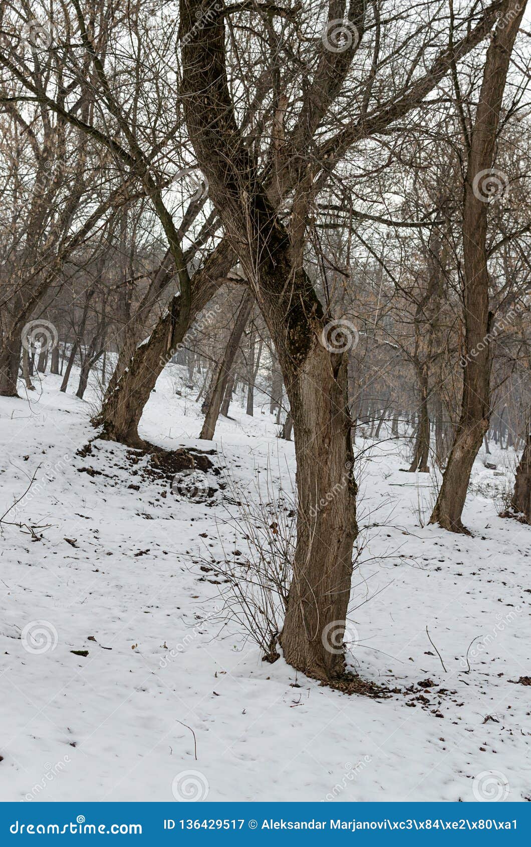 Unusual Shapes In Forest, Shapes Formed By Bending Of Timbers Royalty ...