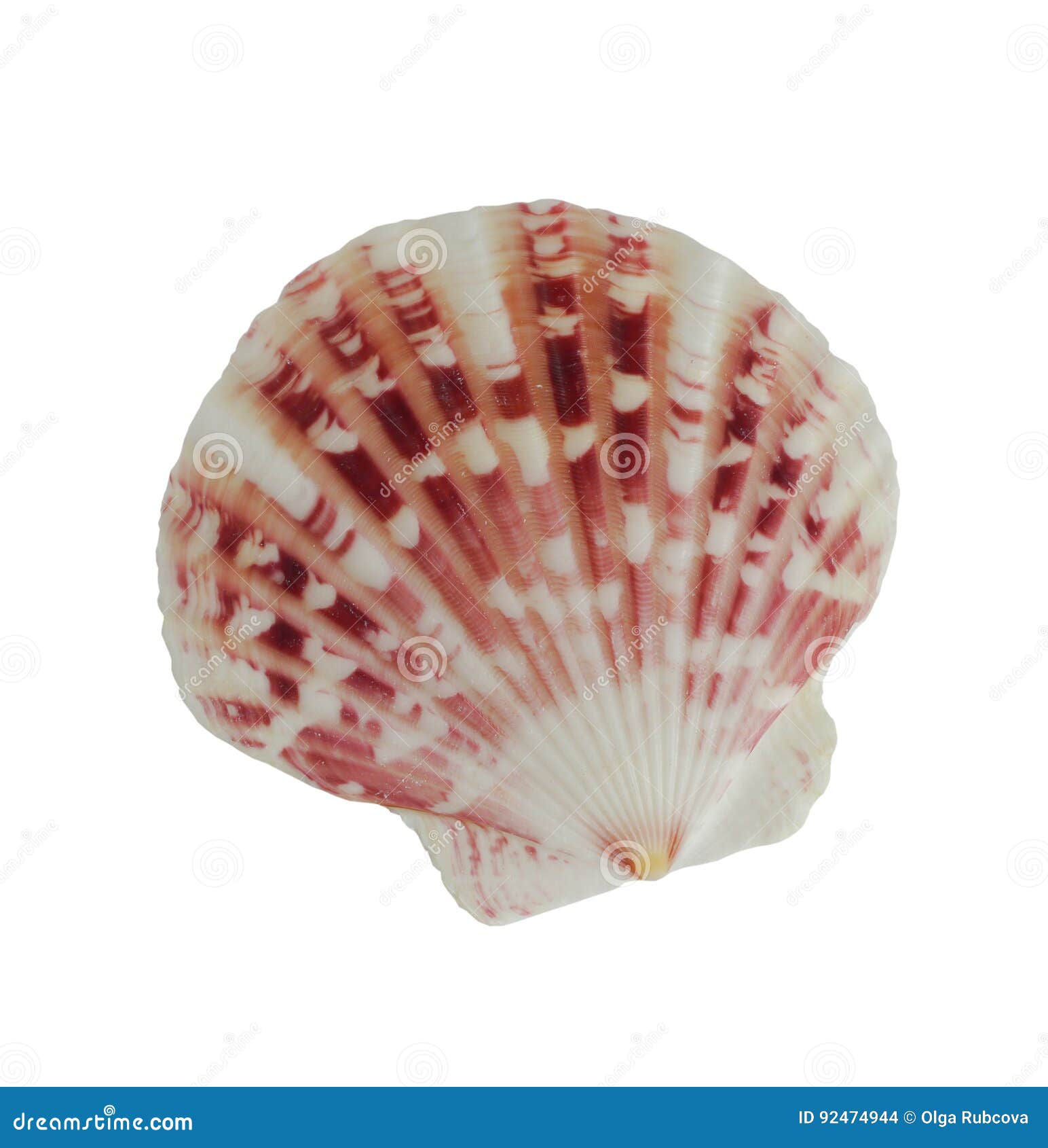 Unusual shell spotted stock photo. Image of brown, spotted - 92474944