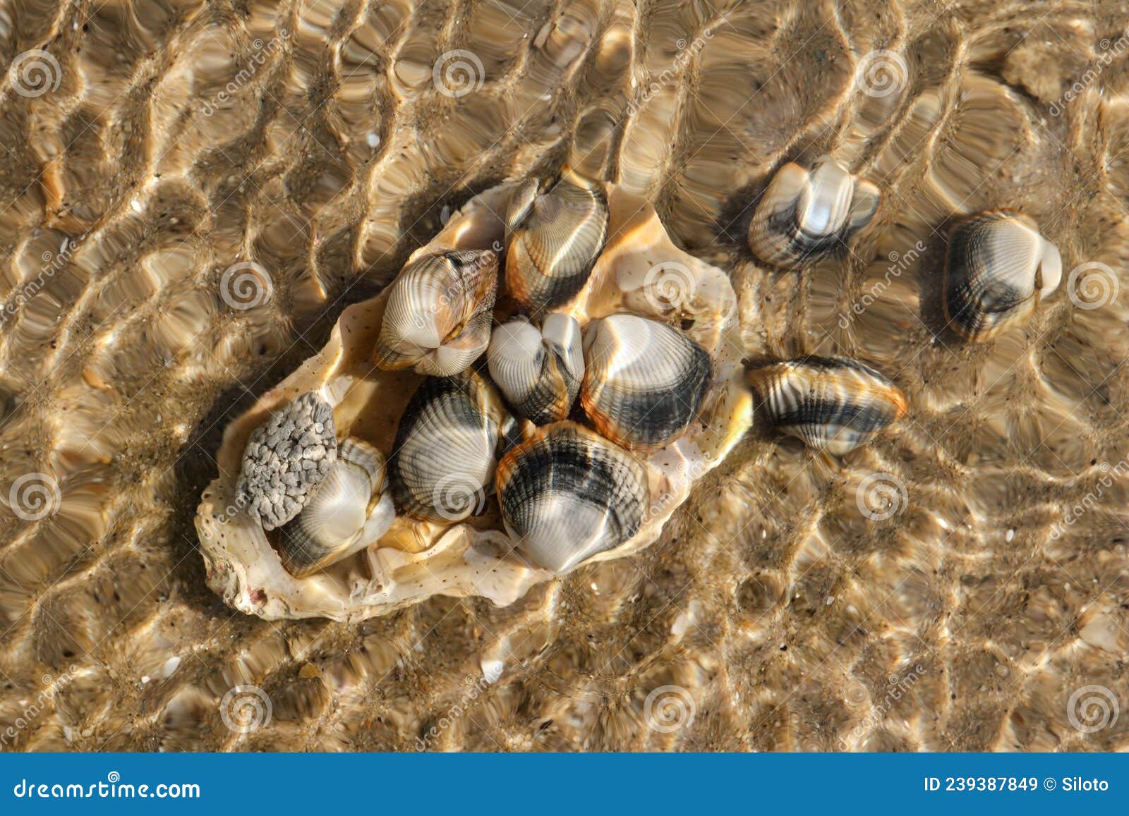 Unusual Shot Shells Under the Sea Level Stock Image - Image of common ...